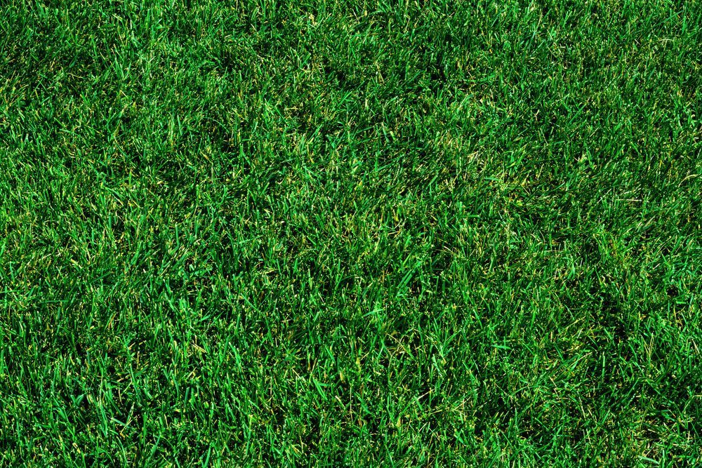 Green up your turf with our simple turf tips - Glenview Turf Suppliers