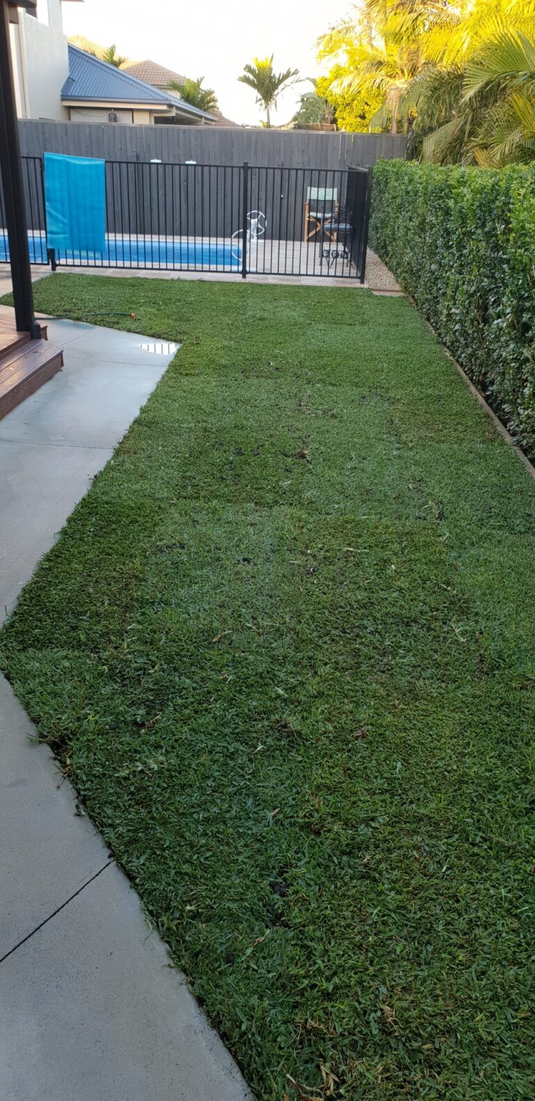 Sir Walter Buffalo Grass - Glenview Turf Suppliers