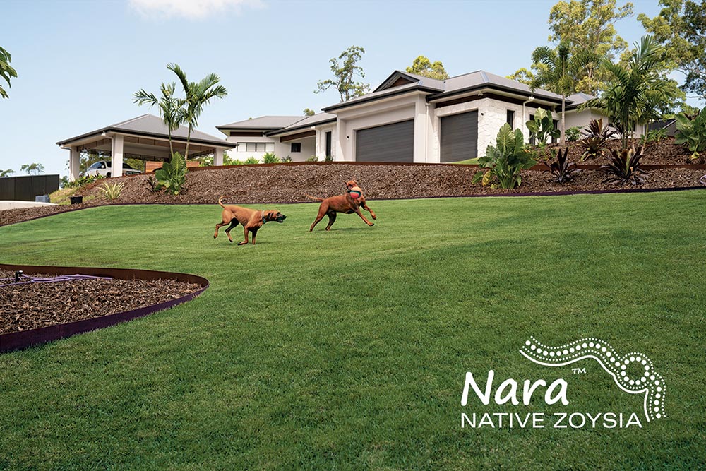 Nara Native Zoysia - Glenview Turf Suppliers