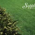 Sapphire Soft Leaf Buffalo Turf Grass - Glenview Turf Suppliers