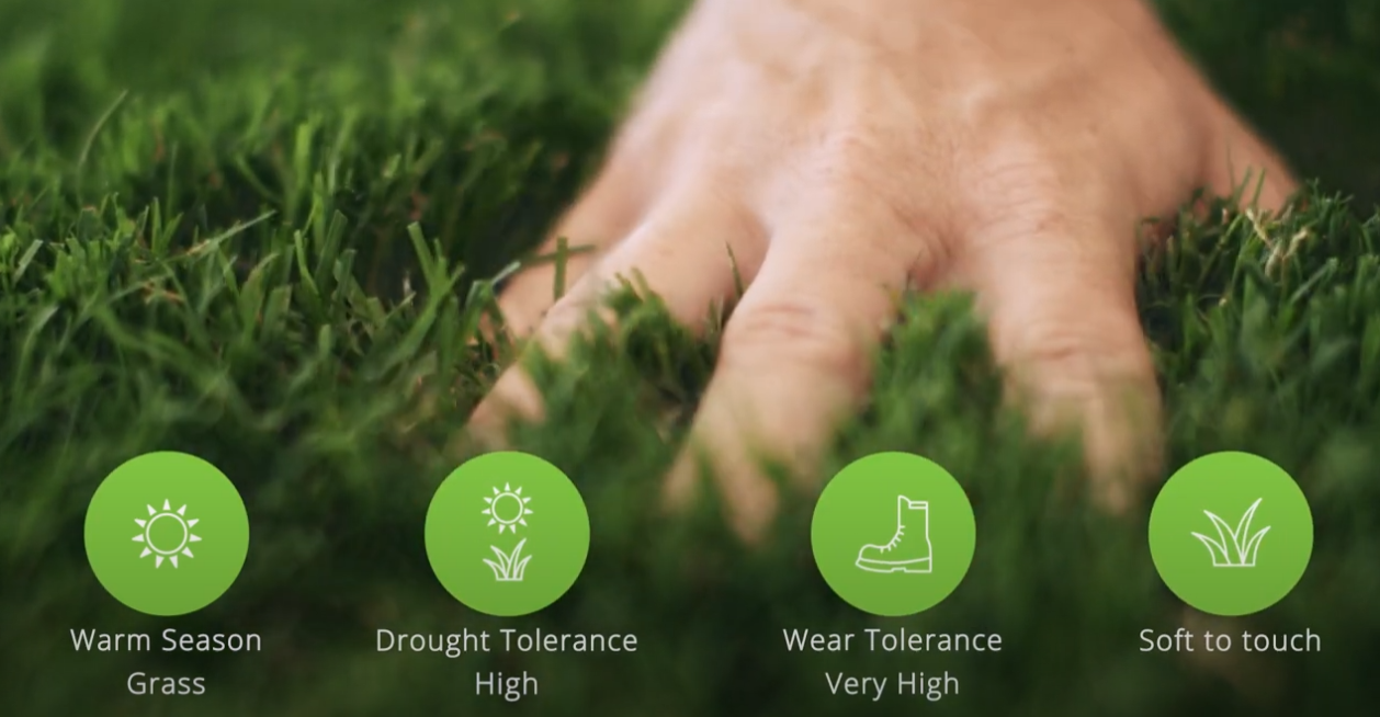 Watch our New Couch Grass Lawn Guide Video